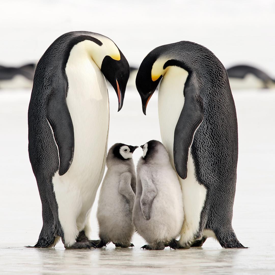 21 Adorable Pictures Of Animals Who Love Each Other Too Much
