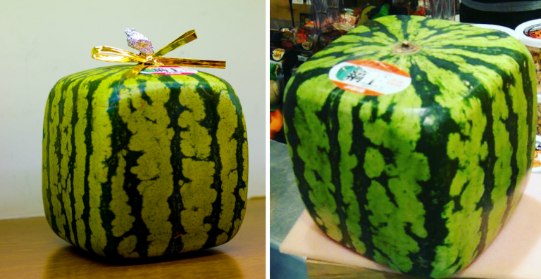 Square Watermelons Are A Thing in Japan That Are Beautiful And Expensive