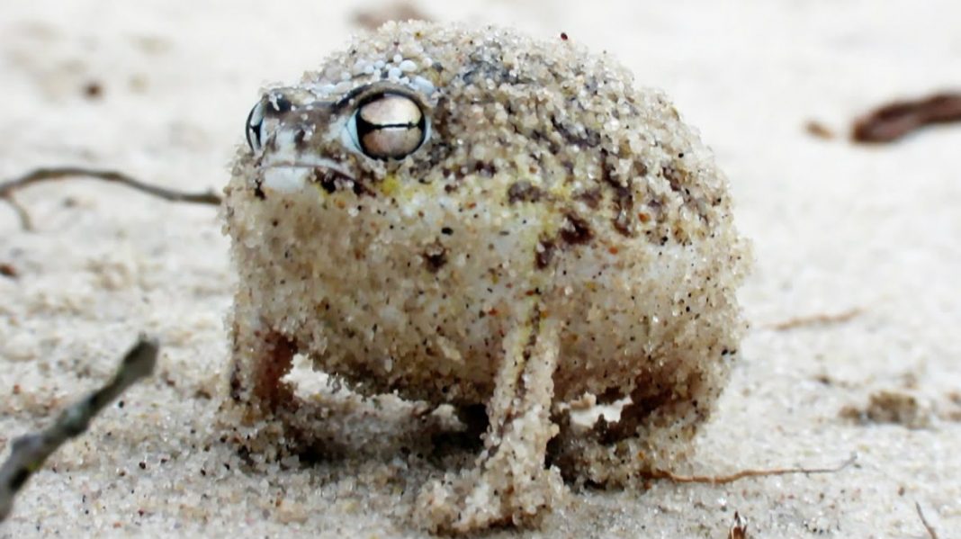 Angry Squeaking Desert Rain Frog Is So Adorable
