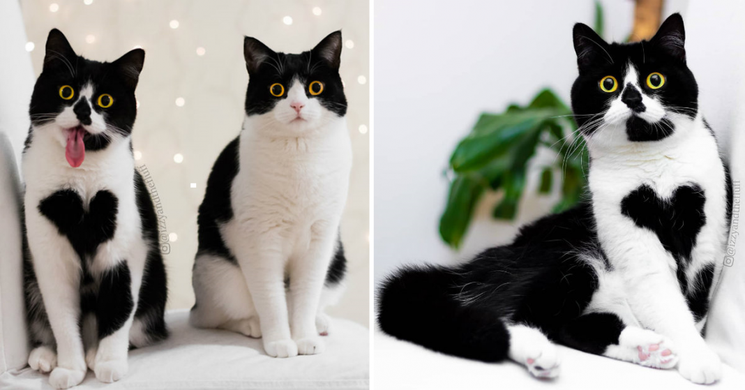 Meet Zoe, The Cat With A Fur Heart On Her Chest