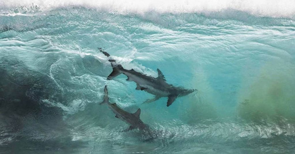 Australian Photographer Captured The Rare Beauty Of Sea