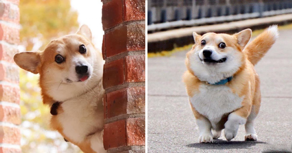 Meet Gen, A Corgi From Japan Who Has Adorable Facial Expressions