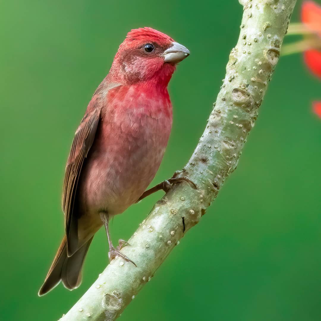 Pink Rosefinches: Beautiful Bird With A Beautiful Colour