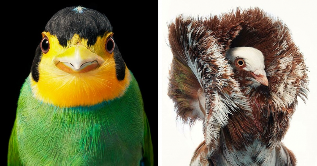 21 Portraits Of Beautiful But Rare And Endangered Birds