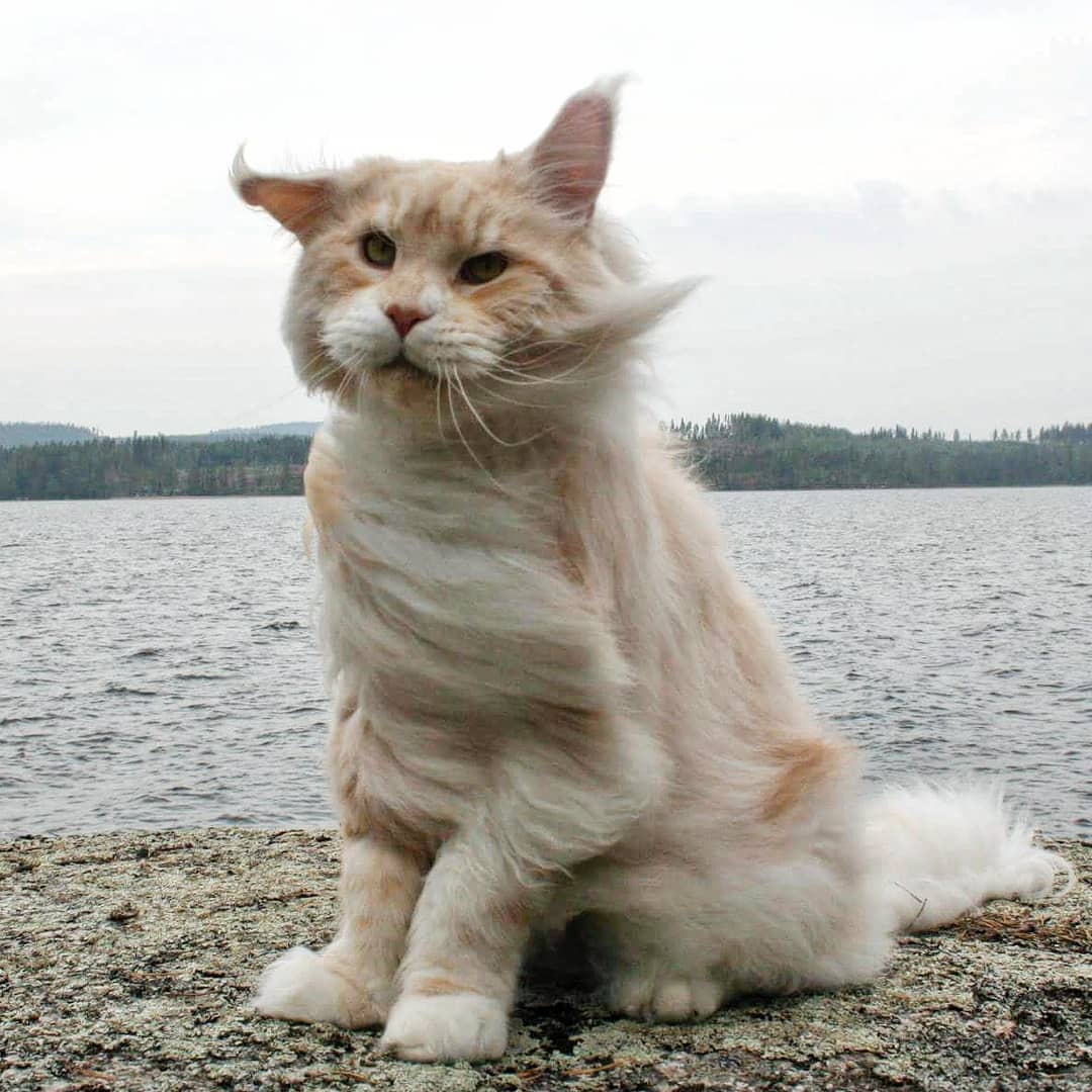 Breathtaking Photos Of "Lotus" The Maine Coon, It’s Crazy How Big It Is