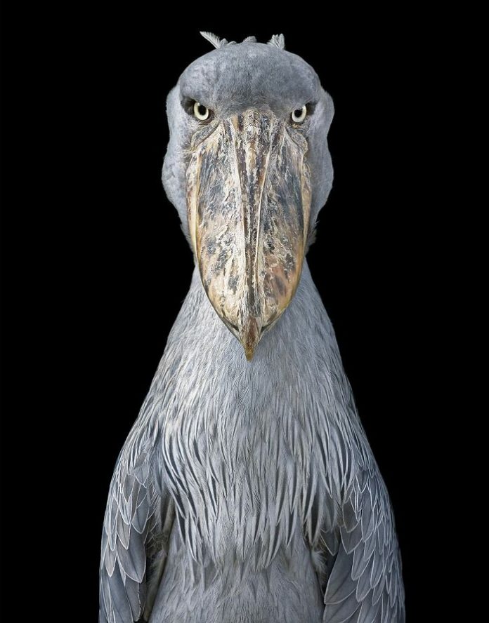 21 Portraits Of Beautiful But Rare And Endangered Birds
