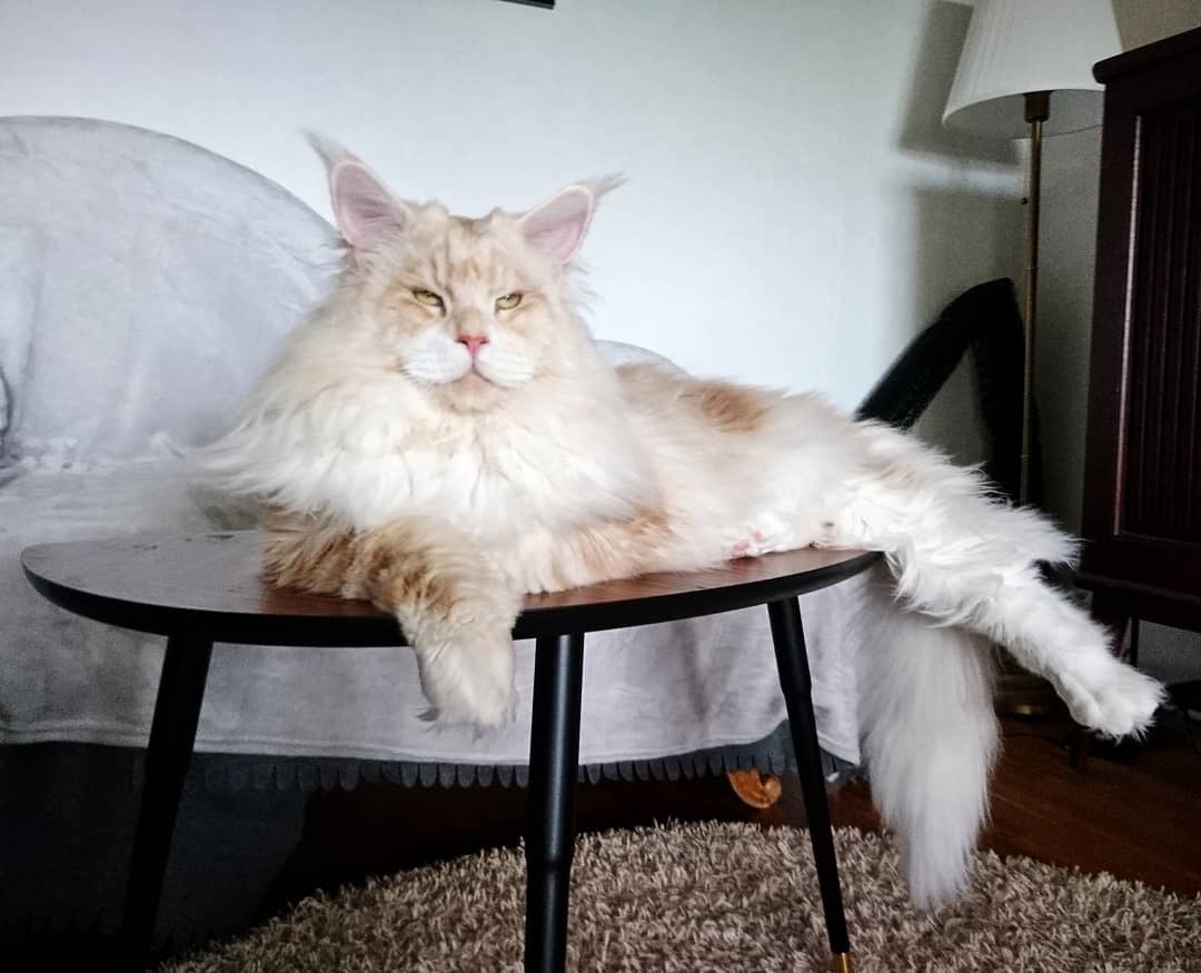 Breathtaking Photos Of "Lotus" The Maine Coon, It’s Crazy How Big It Is
