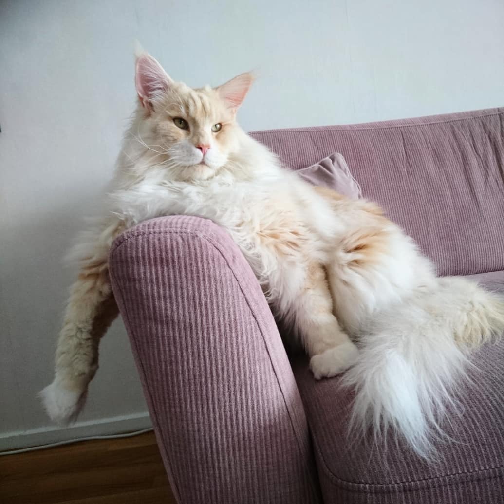Breathtaking Photos Of "Lotus" The Maine Coon, It’s Crazy How Big It Is