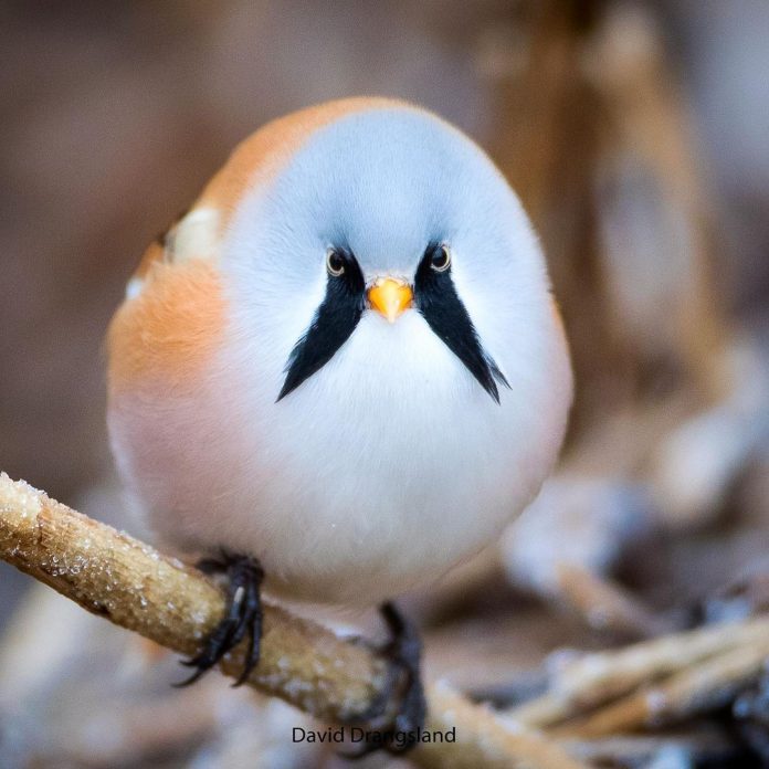 Bread Whisker: The Adorable Little Bird That Appears To Have Two Large ...