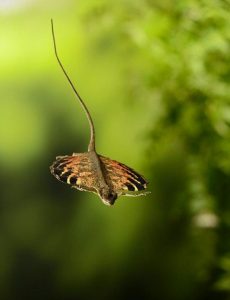 “Draco” Also Known As Flying Dragons Exist And They Are A Real Wonder ...