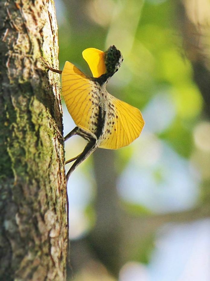 “Draco” Also Known As Flying Dragons Exist And They Are A Real Wonder ...