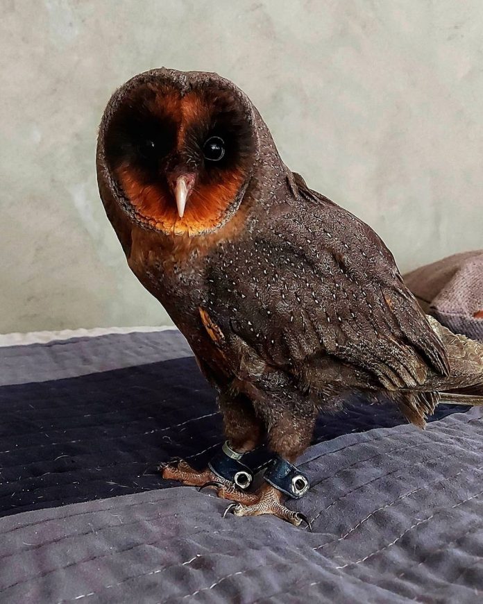 Meet The Extremely Rare Black Barn Owl (Some Says It's 1 In 100,000)