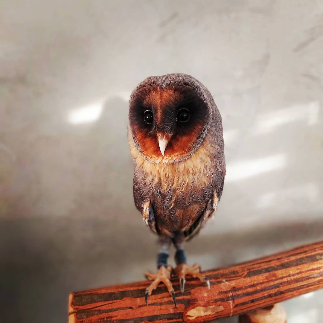 Meet The Extremely Rare Black Barn Owl (Some Says It's 1 In 100,000)