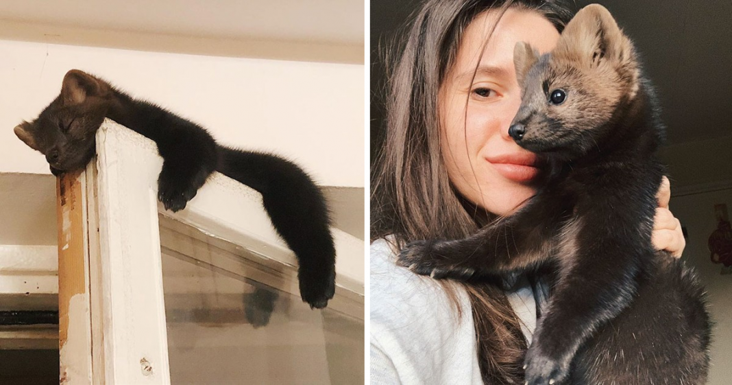 Woman Rescues A Sable And Decides To Keep Her As A Pet Since She’s Not ...