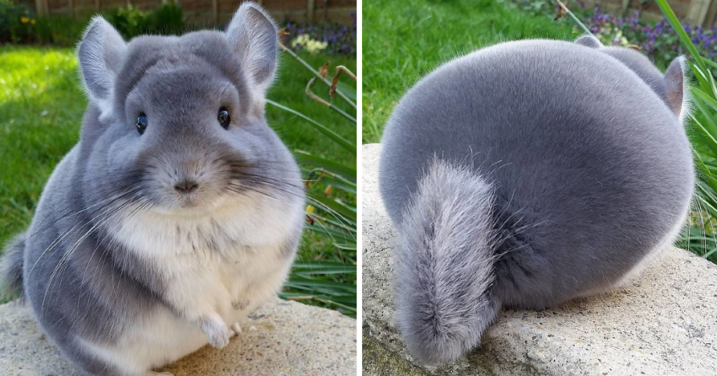 Adorable Violet Chinchillas Look Perfectly Round From Behind