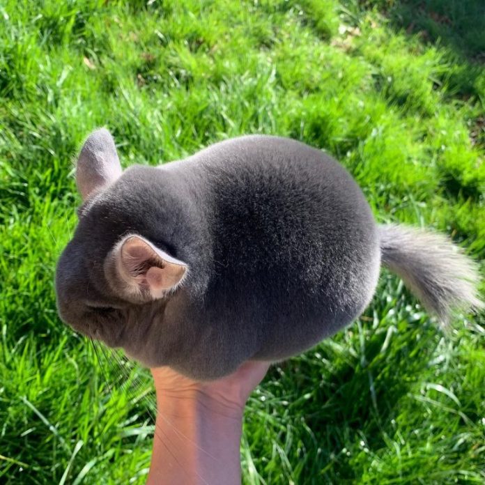 Adorable Violet Chinchillas Look Perfectly Round From Behind