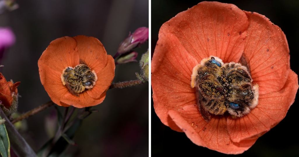 Photographer Captured Bees Sleeping In A Flower