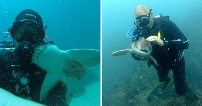 Shark Swims Up To Diver For a Cuddle Whenever He Goes Diving