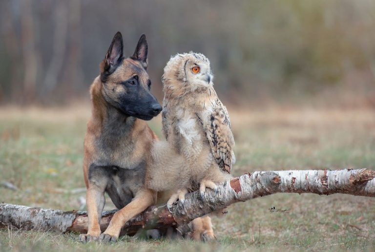 Photographer Documented The Friendship Between Ingo The Dog And His Owl ...