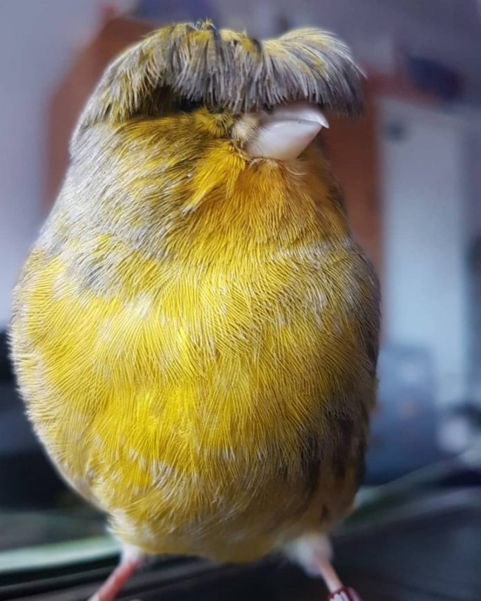 Meet Barry the Canary, The Bird with A Bowl Feather cut