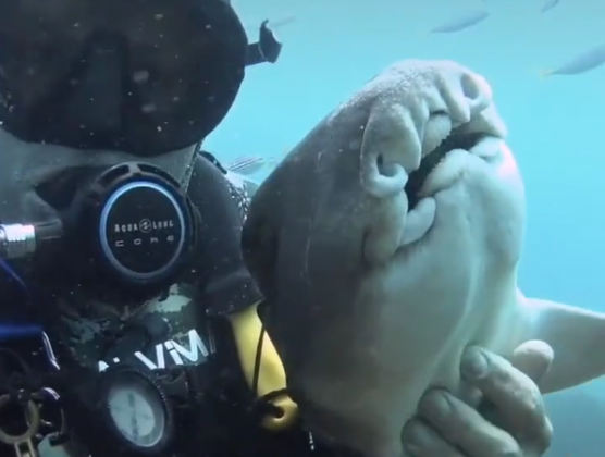 Shark Swims Up To Diver For a Cuddle Whenever He Goes Diving