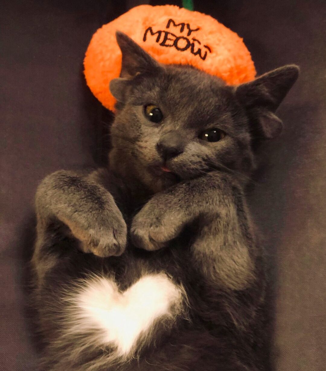 Meet Midas, The Cat With Four Ears Who Loves To Cuddle