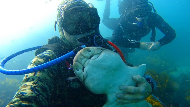 Shark Swims Up To Diver For a Cuddle Whenever He Goes Diving