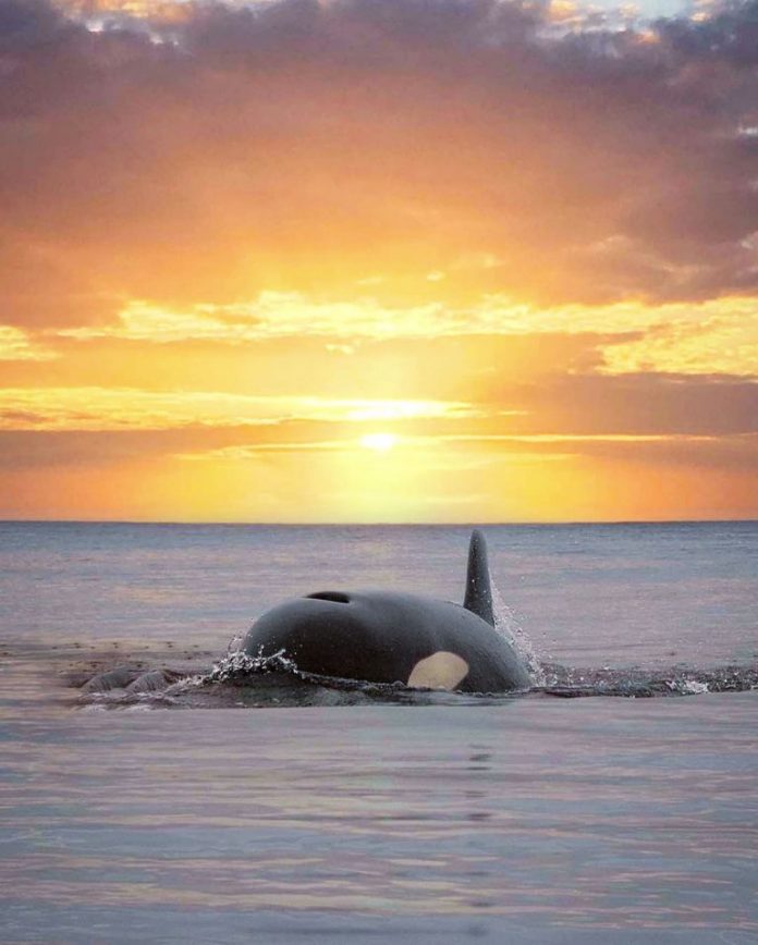 Photographer Captured The Images Of Orcas And Sunsets