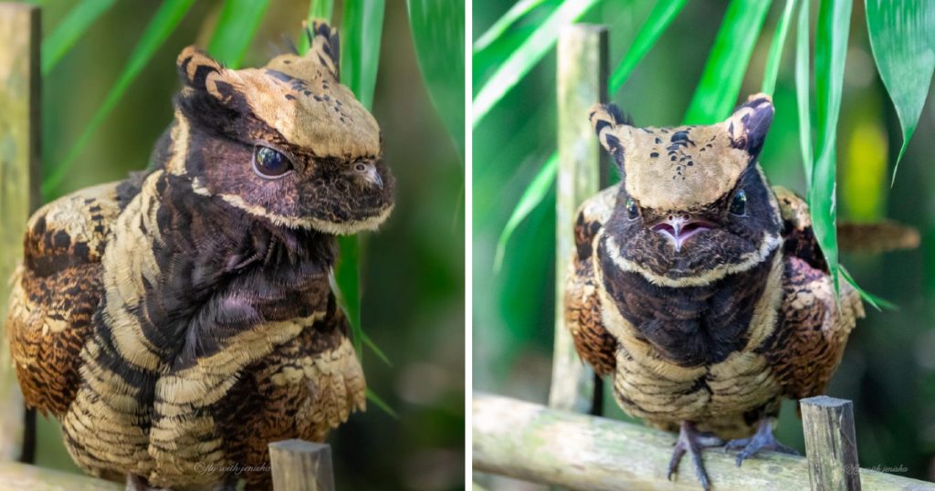 This Fluffy Little Bird Looks Like A Small Dragon