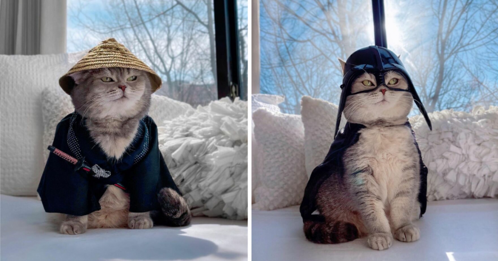 Cat Finds A New Home And Becomes An Instagram Model With Its Cute Outfits