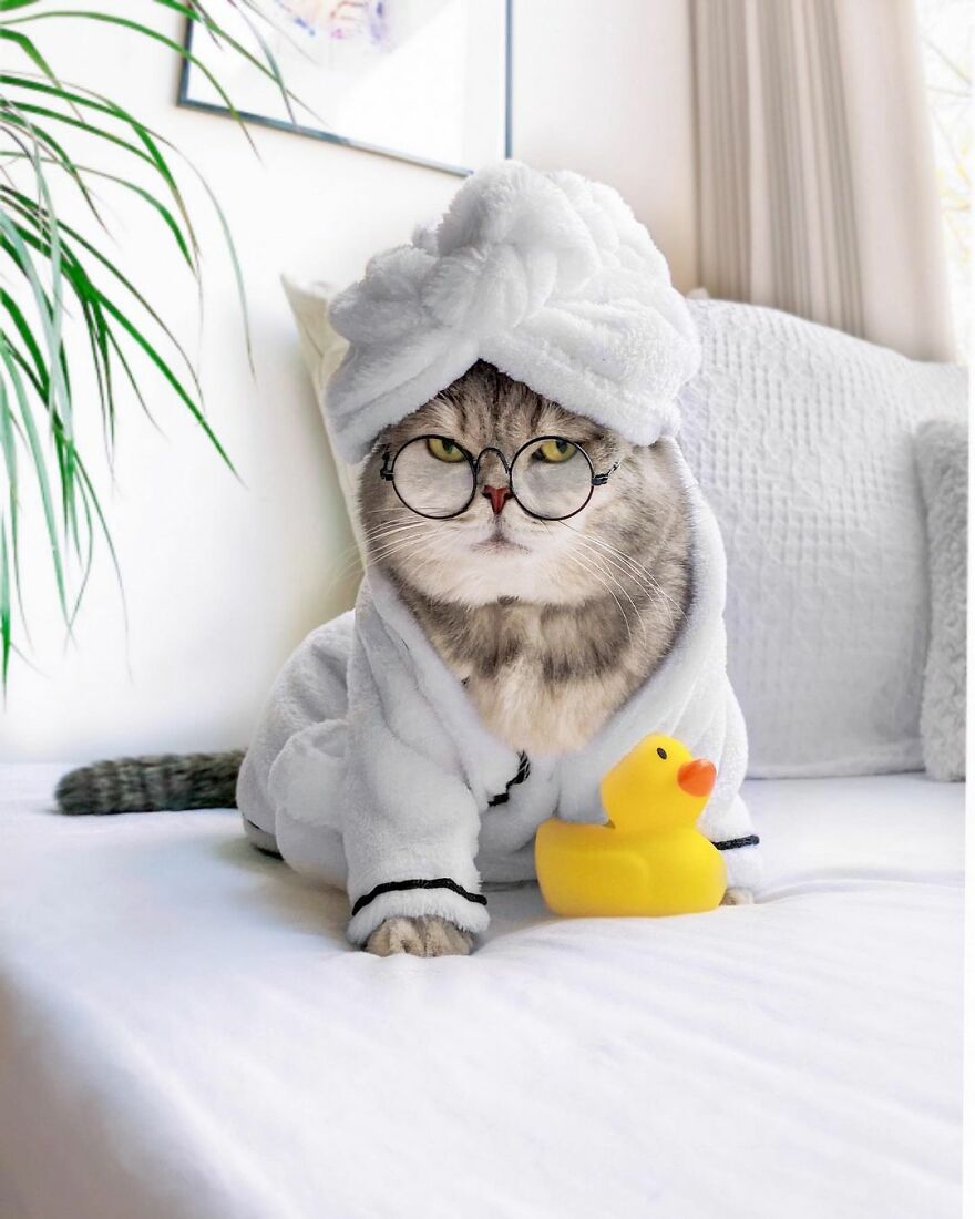 Cat Finds A New Home And Becomes An Instagram Model With Its Cute Outfits