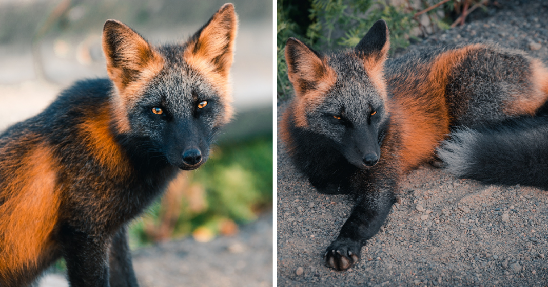 Unique Orange and Black ‘Fox’ Poses for Friendly Photographer