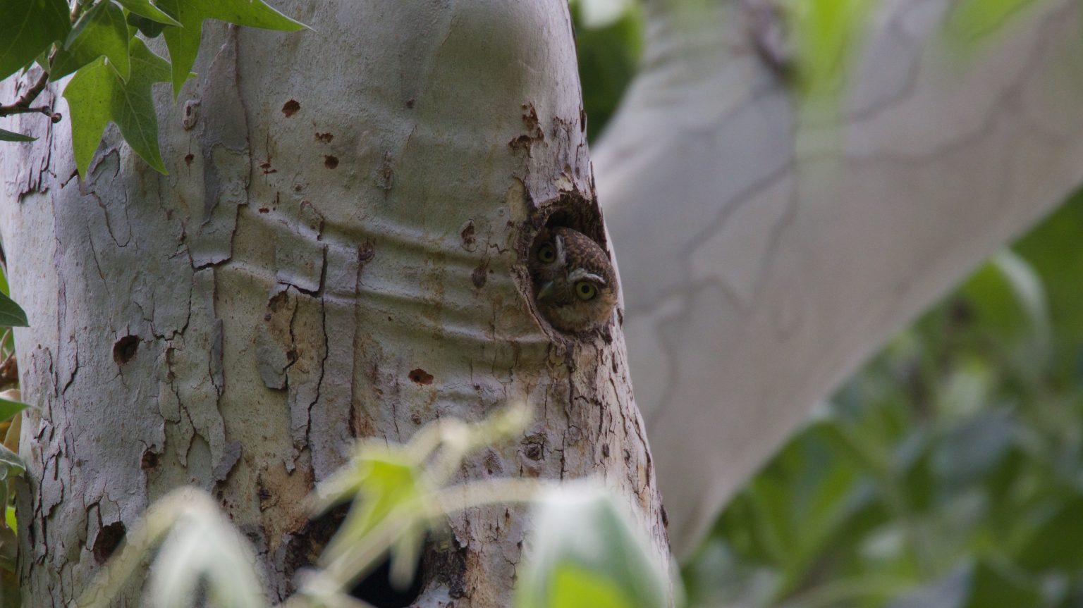 Meet The Elf Owl – The Tiniest Owl In The World