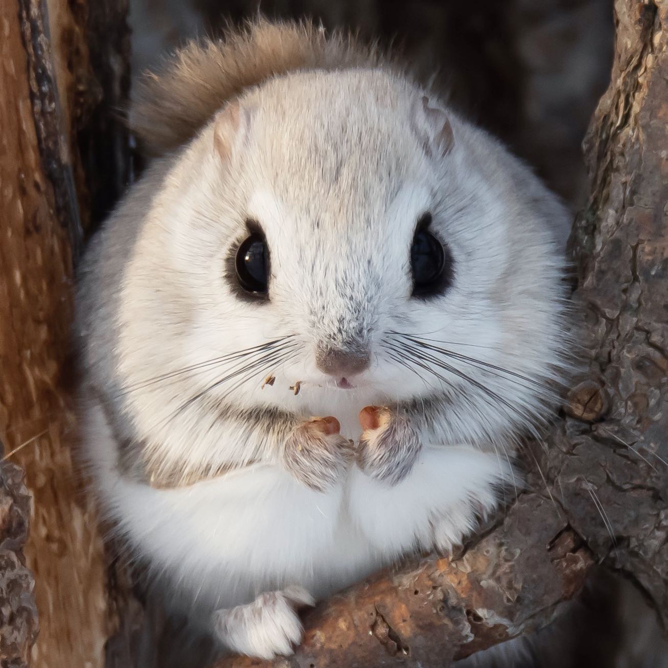 Japanese Flying Squirrels Are Probably The Cutest Animals On Earth