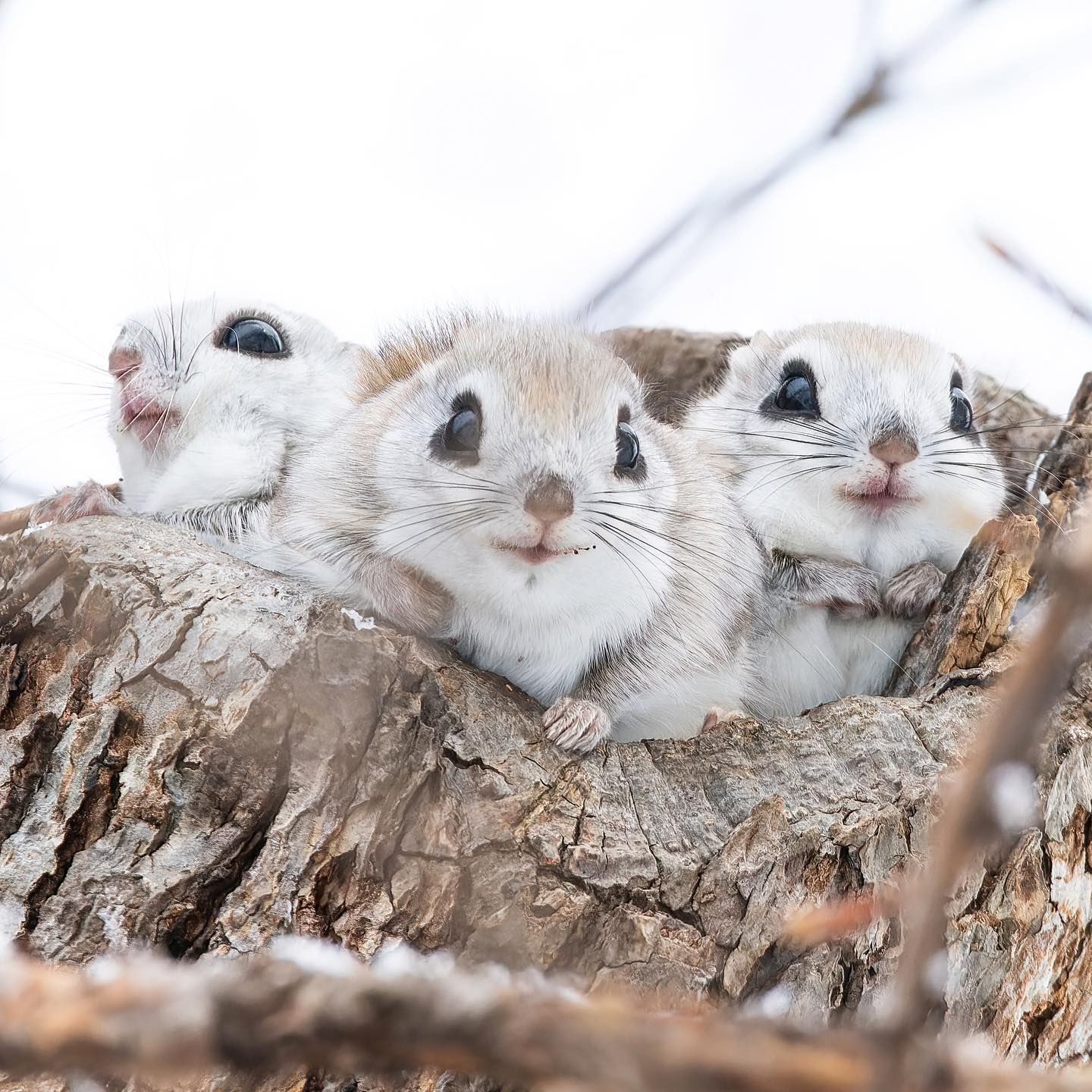 Japanese Flying Squirrels Are Probably The Cutest Animals On Earth