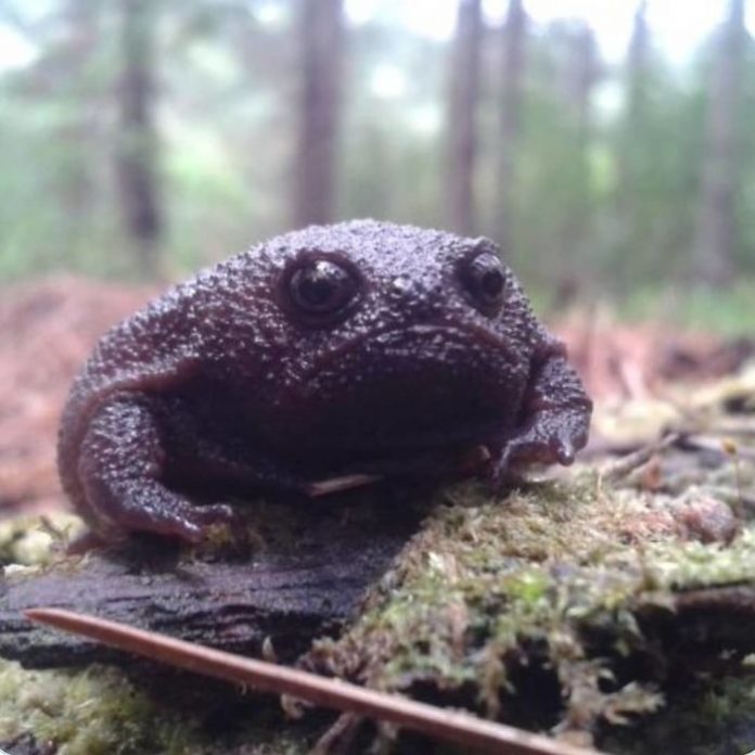 Meet The African Rain Frogs – The World’s Grumpiest Frogs | Beauty of ...