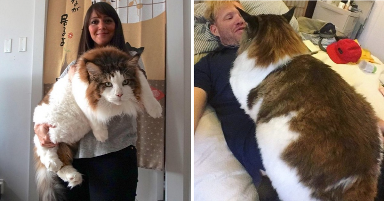 Meet Samson - The Largest Cat In NYC Who Weighs 28 Lbs