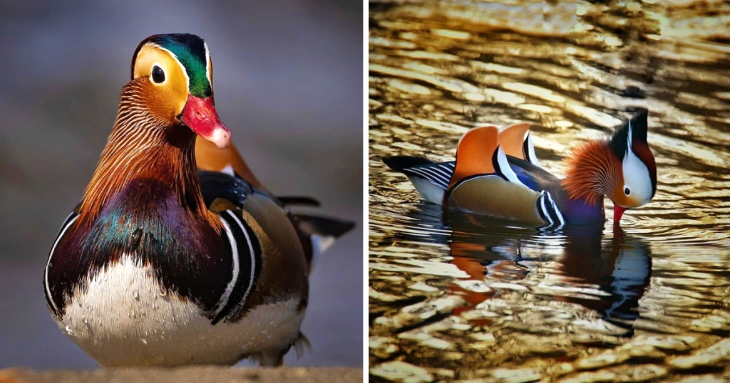 Meet The Mandarin Duck – The Worlds Most Beautiful Duck