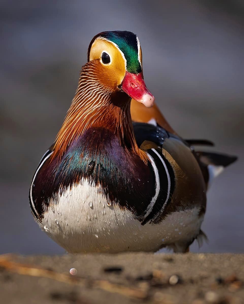Meet The Mandarin Duck – The Worlds Most Beautiful Duck