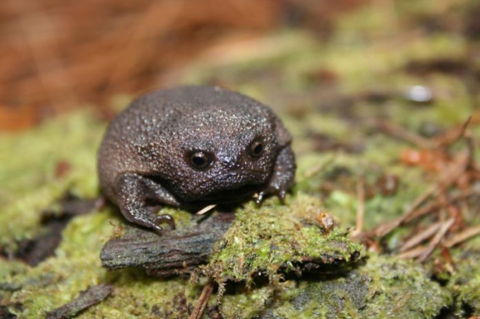 Meet The African Rain Frogs – The World’s Grumpiest Frogs | Beauty of ...