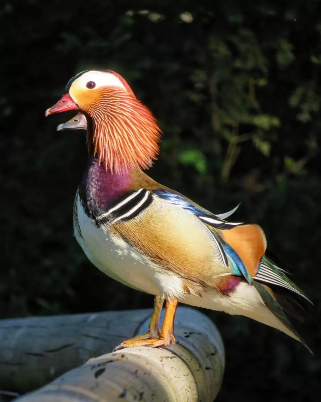 Meet The Mandarin Duck – The Worlds Most Beautiful Duck