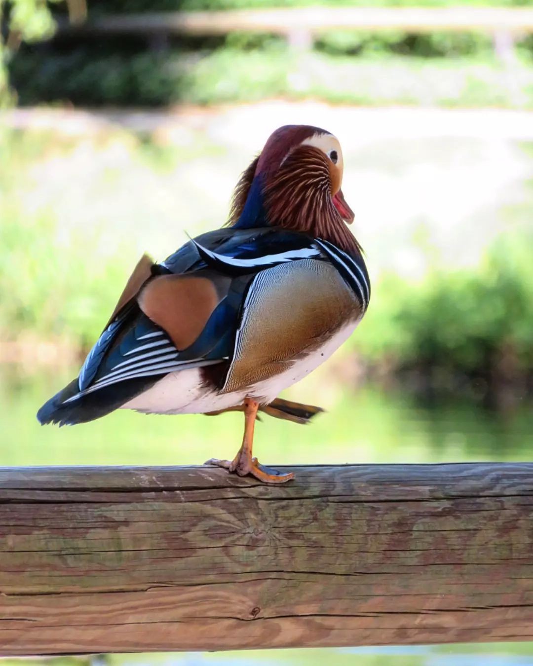 Meet The Mandarin Duck – The Worlds Most Beautiful Duck