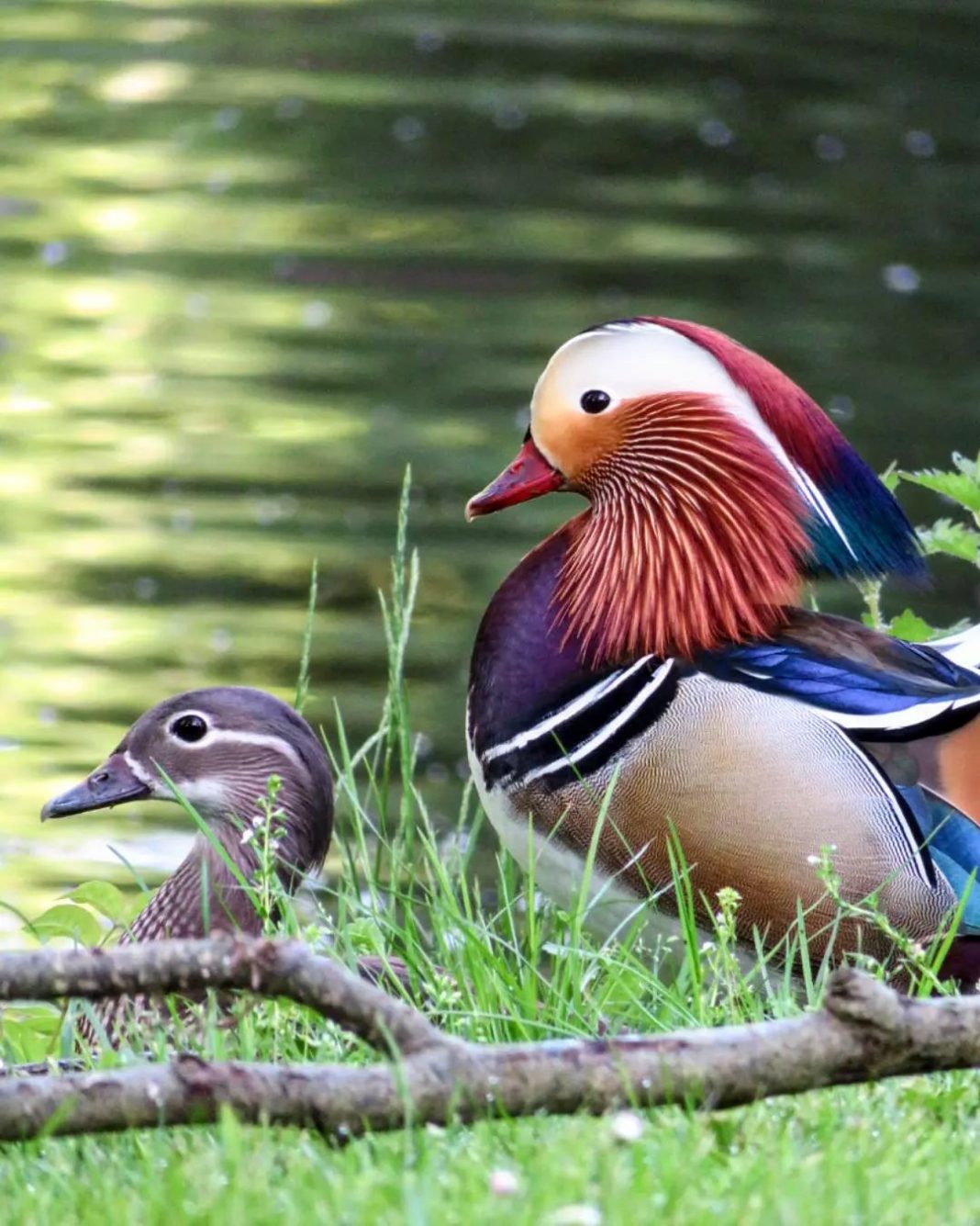 Meet The Mandarin Duck – The Worlds Most Beautiful Duck