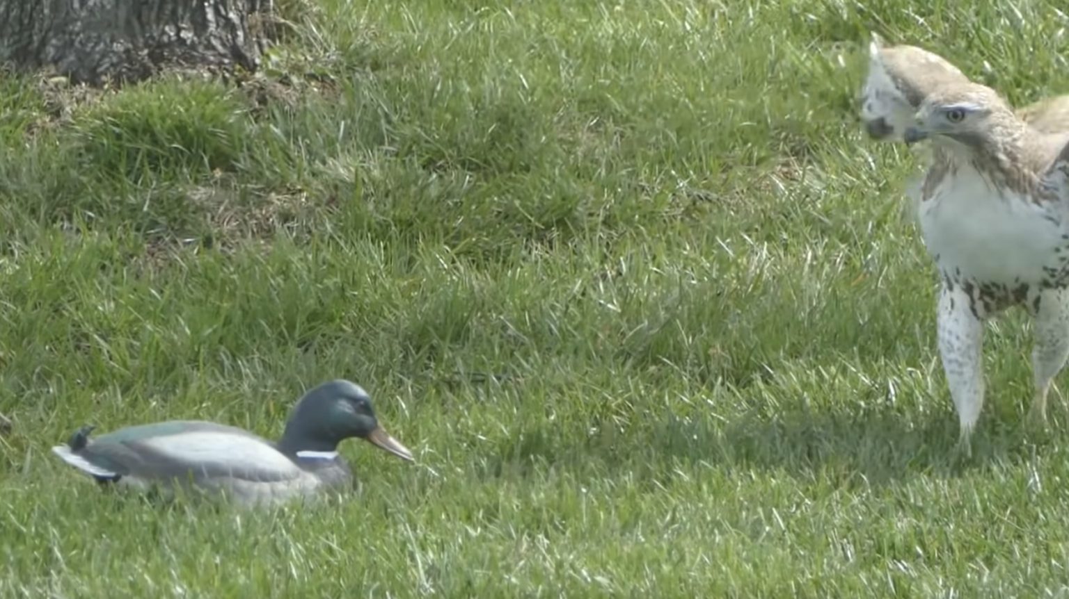 Hawk Just Can't Understand Why This 'Duck' Isn't Afraid Of Him