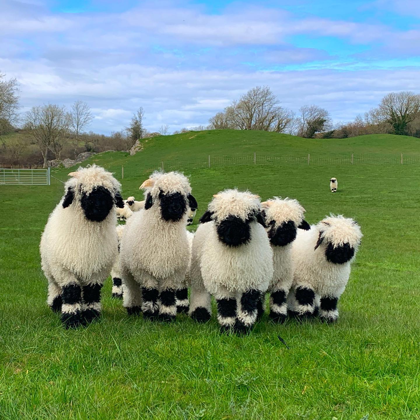 Meet The Valais Blacknose Sheeps - The Worlds Cutest Sheeps Look Like ...