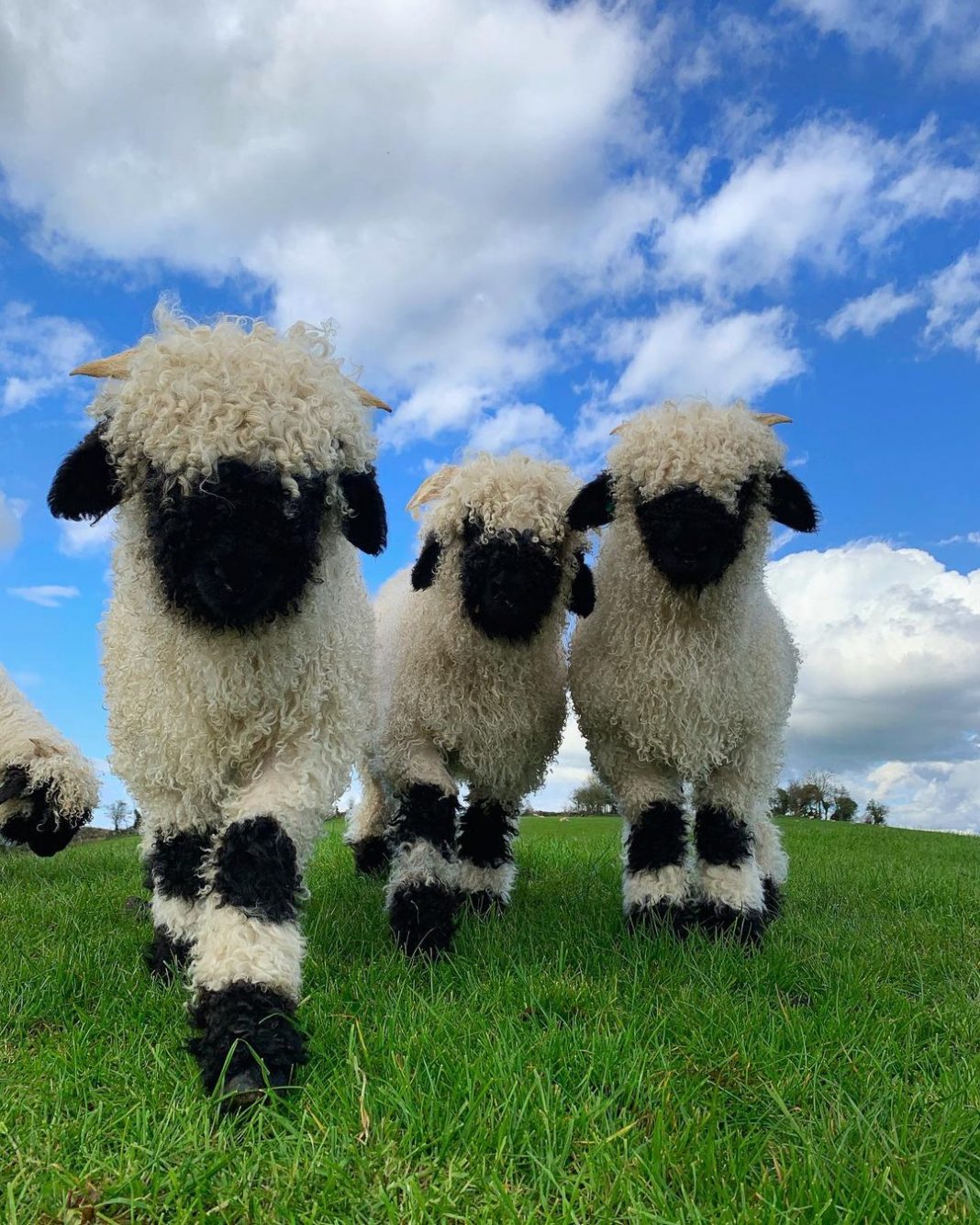 Meet The Valais Blacknose Sheeps - The Worlds Cutest Sheeps Look Like ...