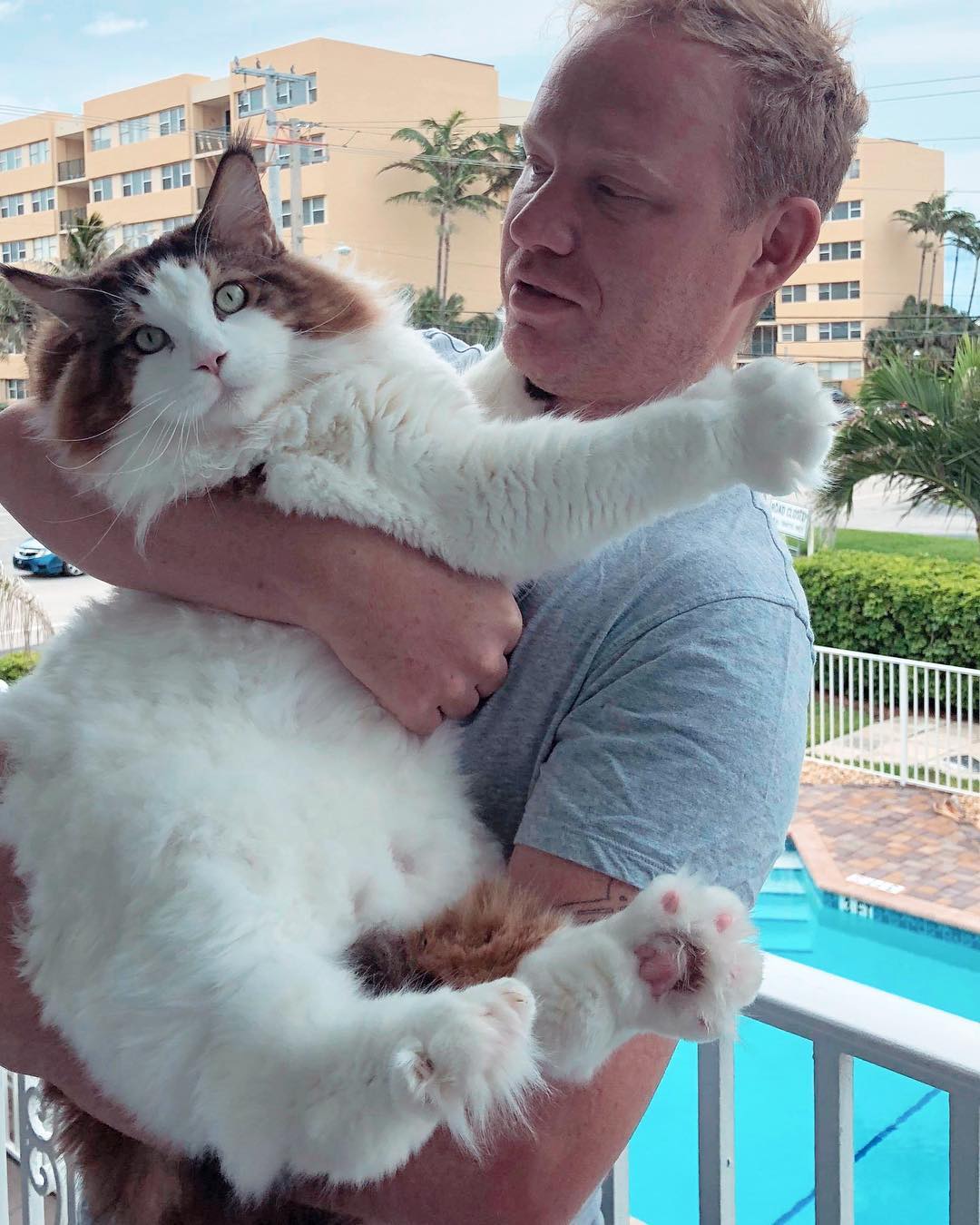 Meet Samson - The Largest Cat In NYC Who Weighs 28 Lbs