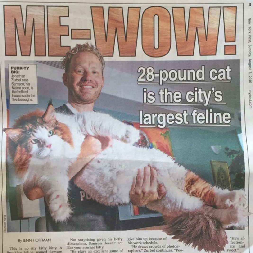 Meet Samson - The Largest Cat In NYC Who Weighs 28 Lbs