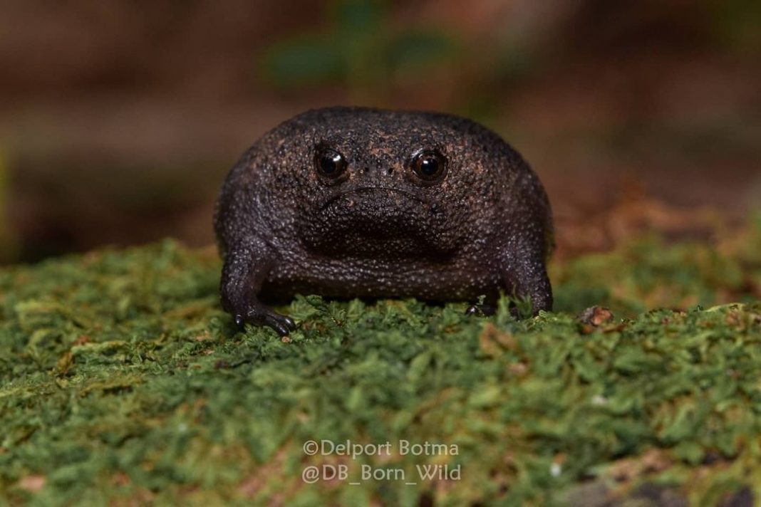 Meet The African Rain Frogs – The World’s Grumpiest Frogs | Beauty of ...