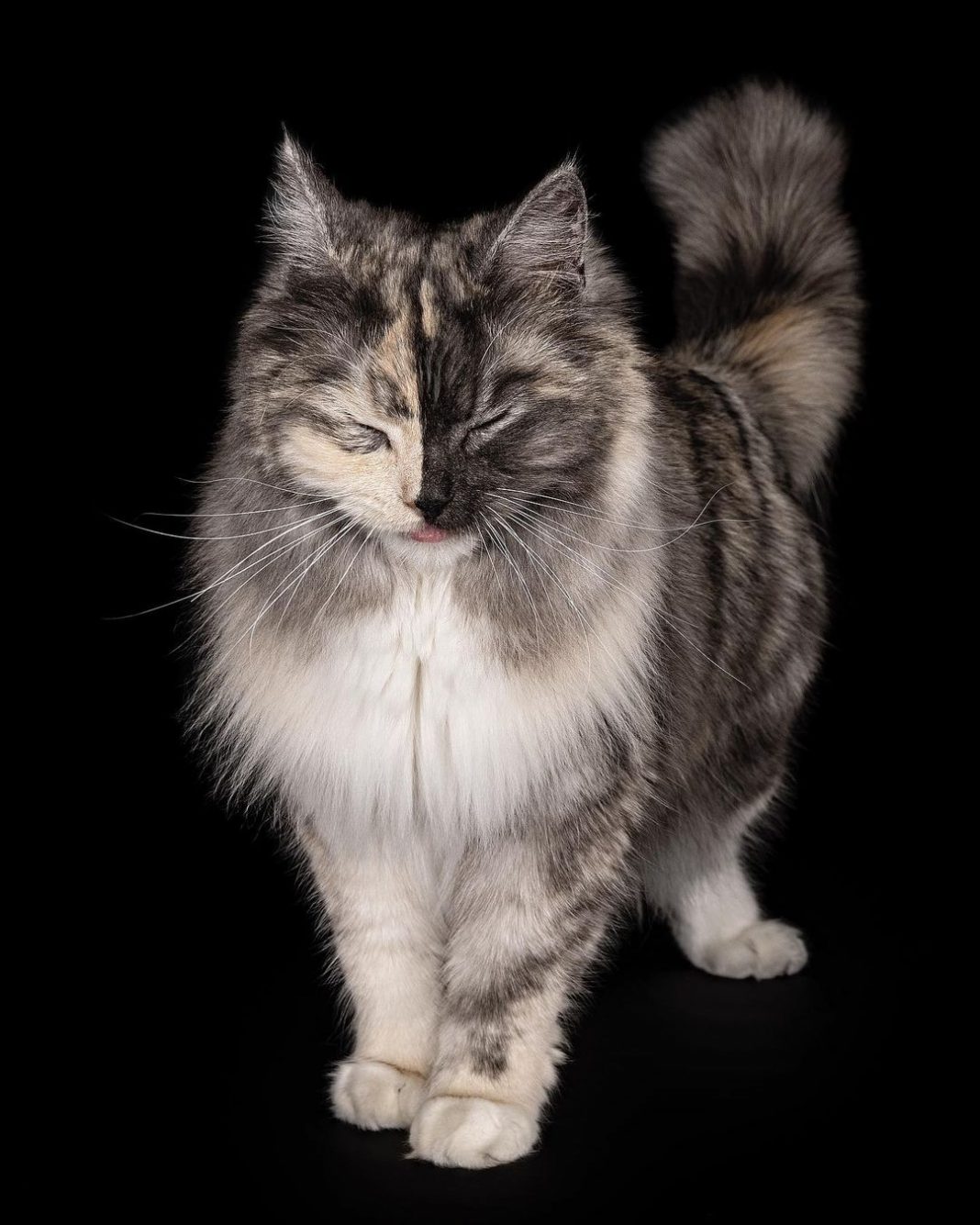 Meet Geri, The “Two-Faced” Cat That Has Chimerism